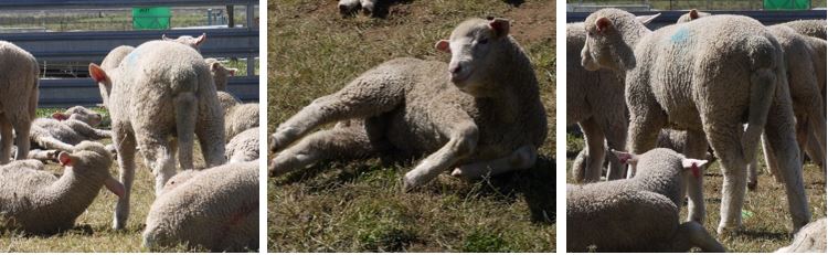 Numnuts | What Can the Body Language of Lambs Tell Us?