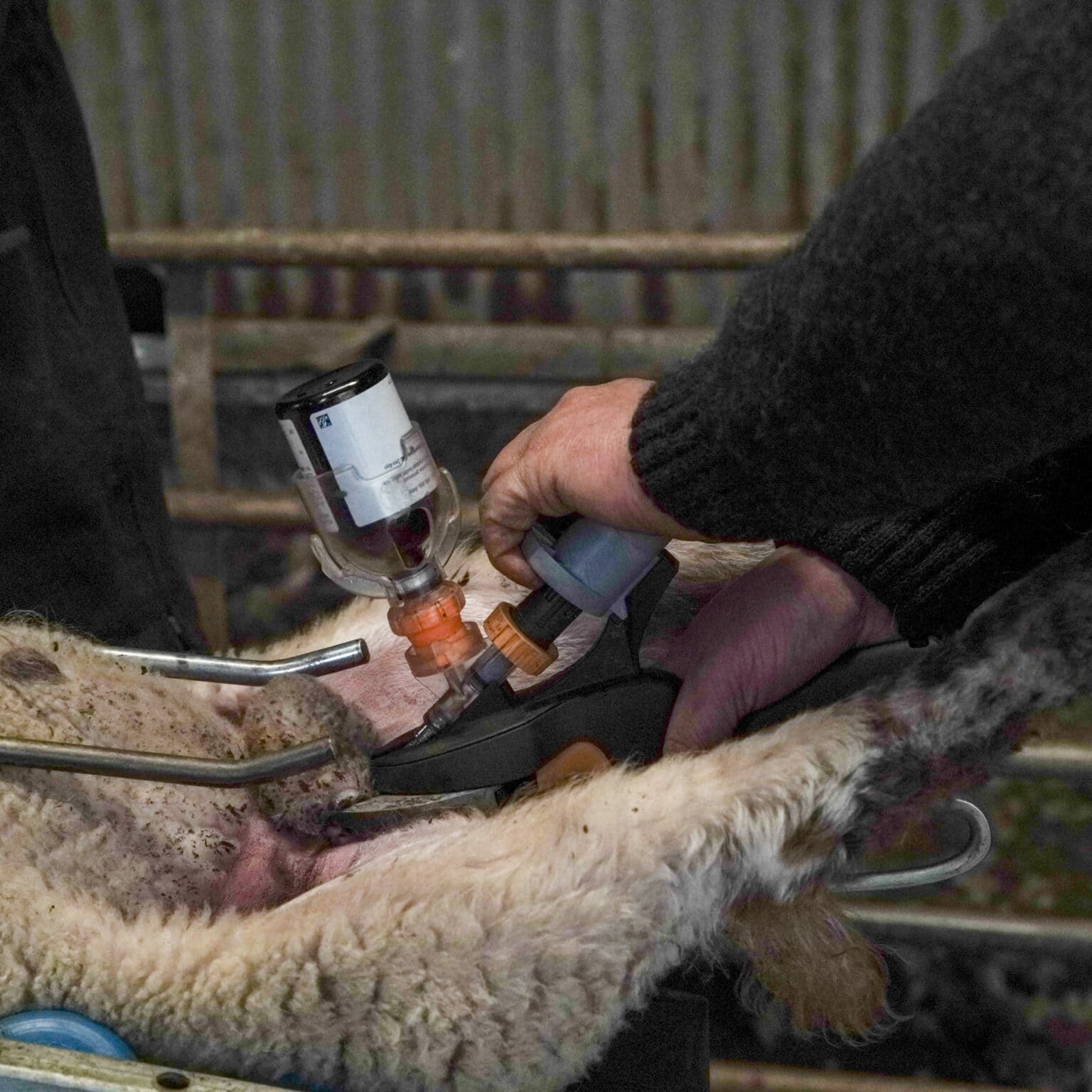 Numnuts UK | Tail docking and Castration | Lamb & Calf Ringing